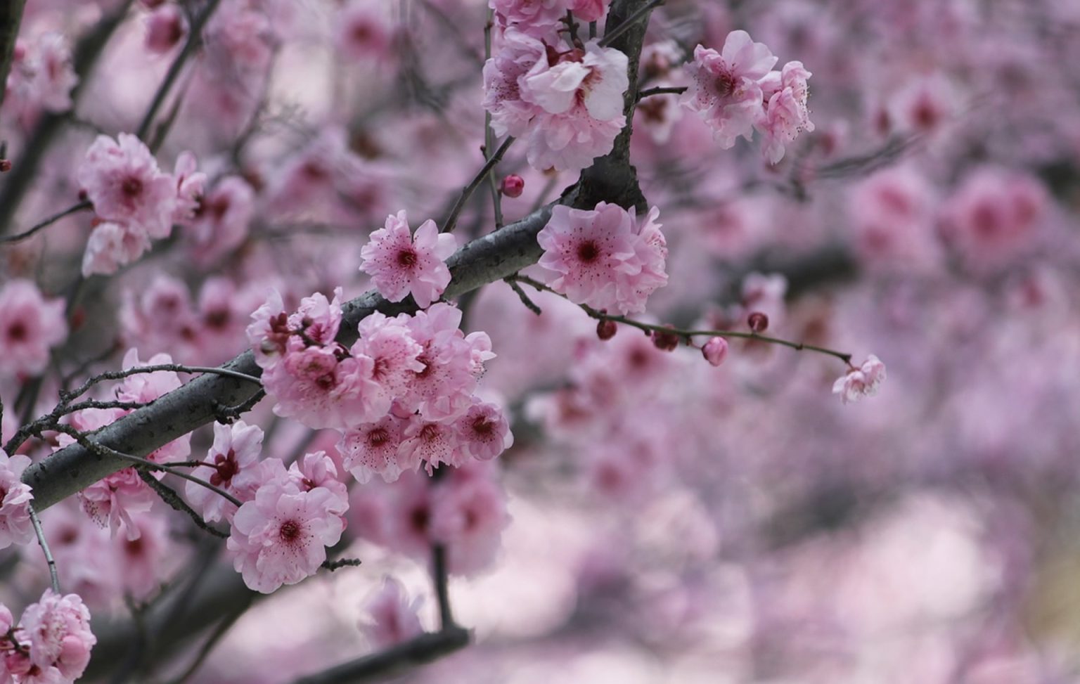 Golden Week: A Guide to Japan's Busiest Holiday Season - Office ...